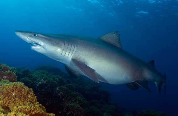 PECES - CANARIAS CONSERVACION - Cetacean Research Society